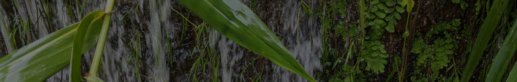 Our Services | Nature Cube